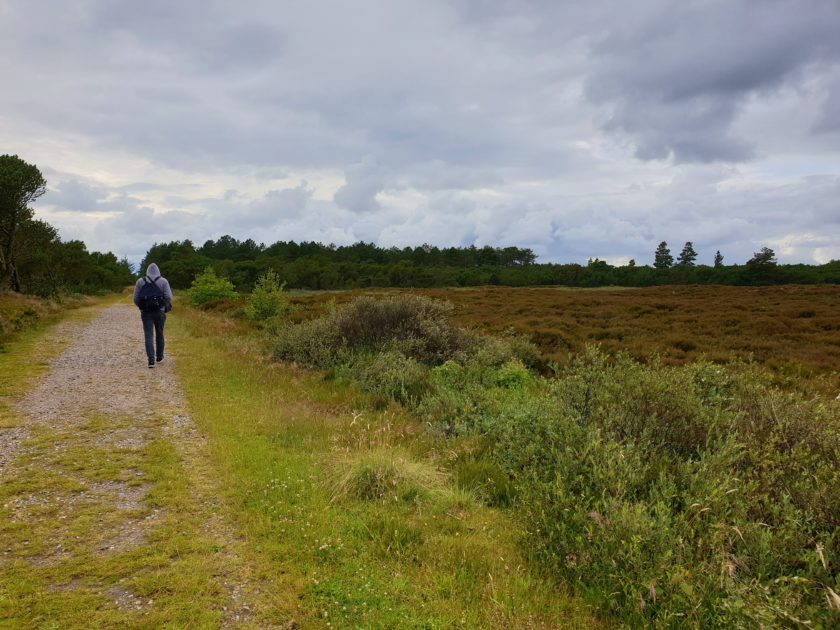 Natur erleben auf Rømø, im Nationalpark Wattenmeer - Quer zum Meer
