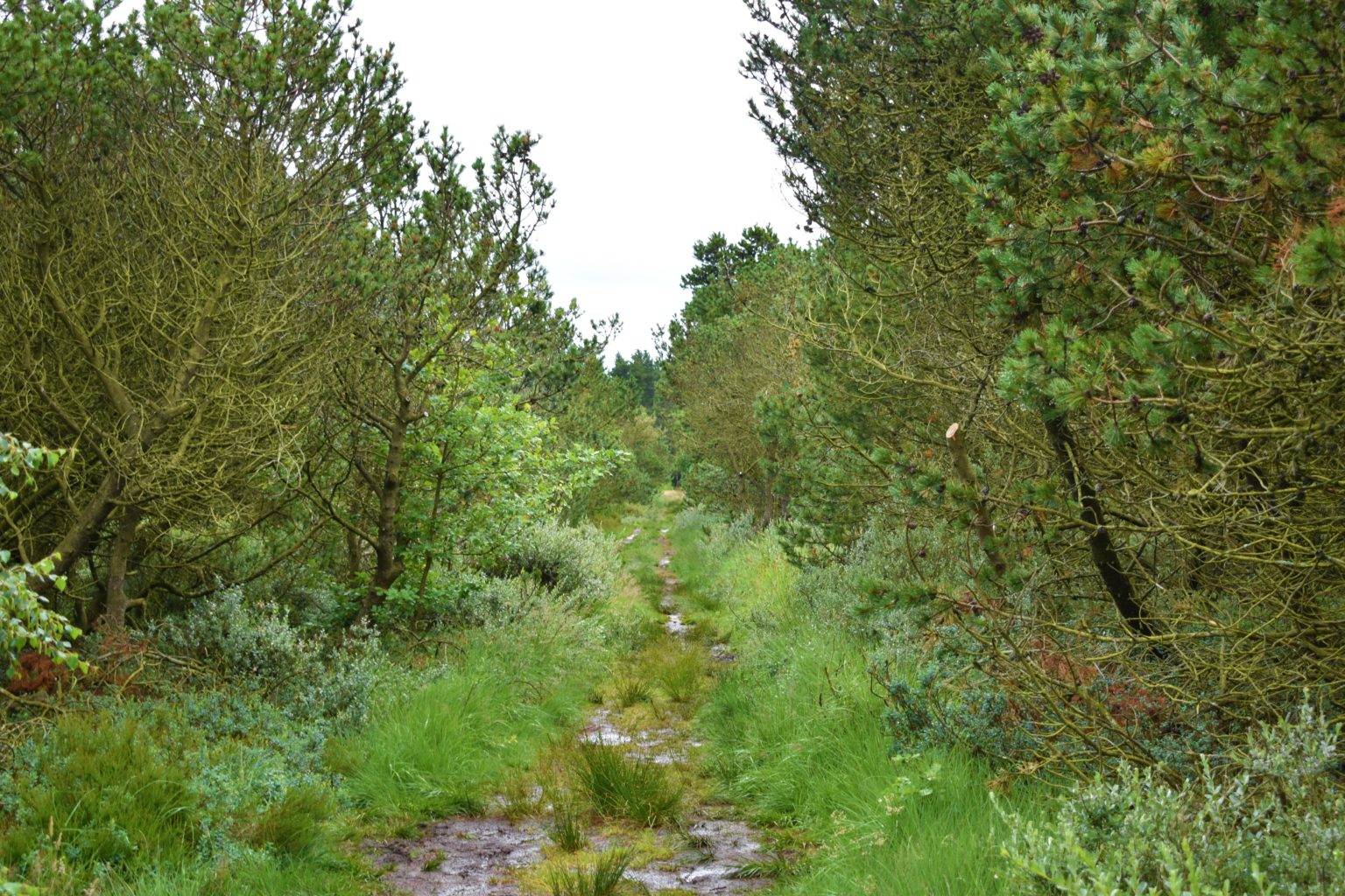 Natur erleben auf Rømø, im Nationalpark Wattenmeer - Quer zum Meer